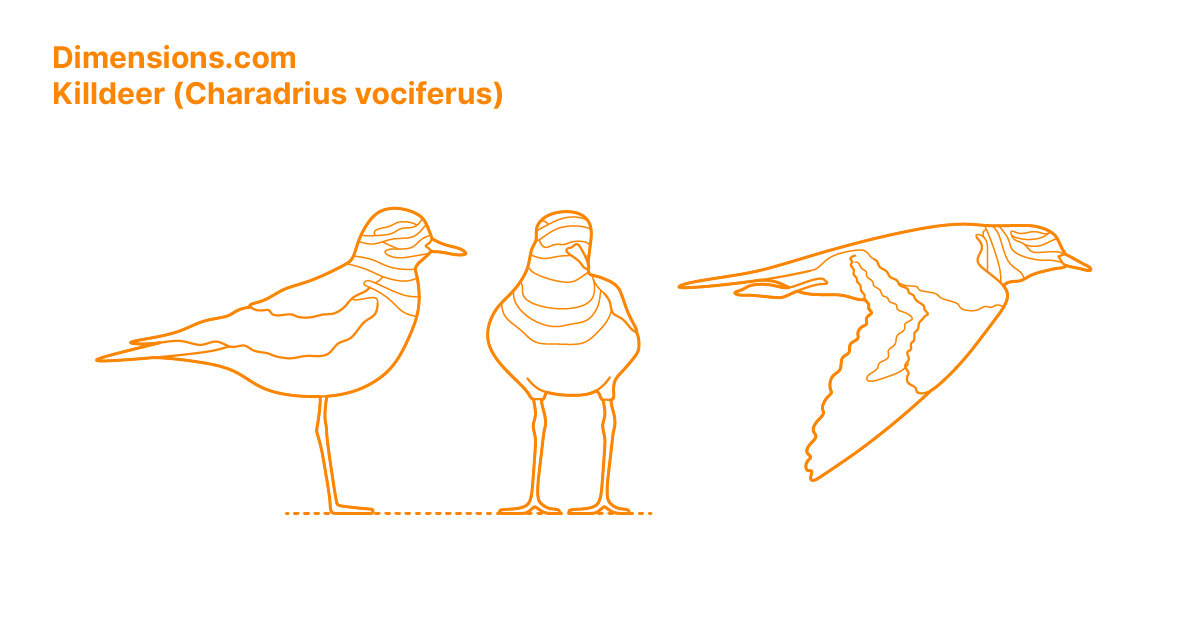 Killdeer (Charadrius vociferus) Dimensions & Drawings | Dimensions.com