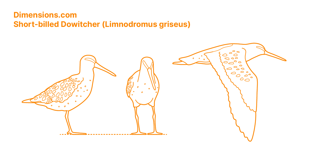 Short-Billed Dowitcher (Limnodromus griseus) Dimensions & Drawings ...