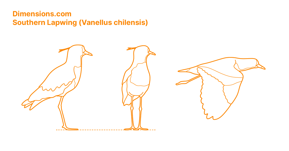 Southern Lapwing (Vanellus chilensis) Dimensions & Drawings ...
