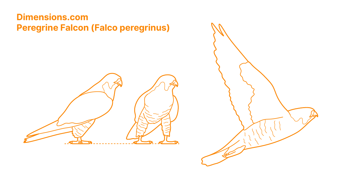 Peregrine Falcon Drawing Step By Step