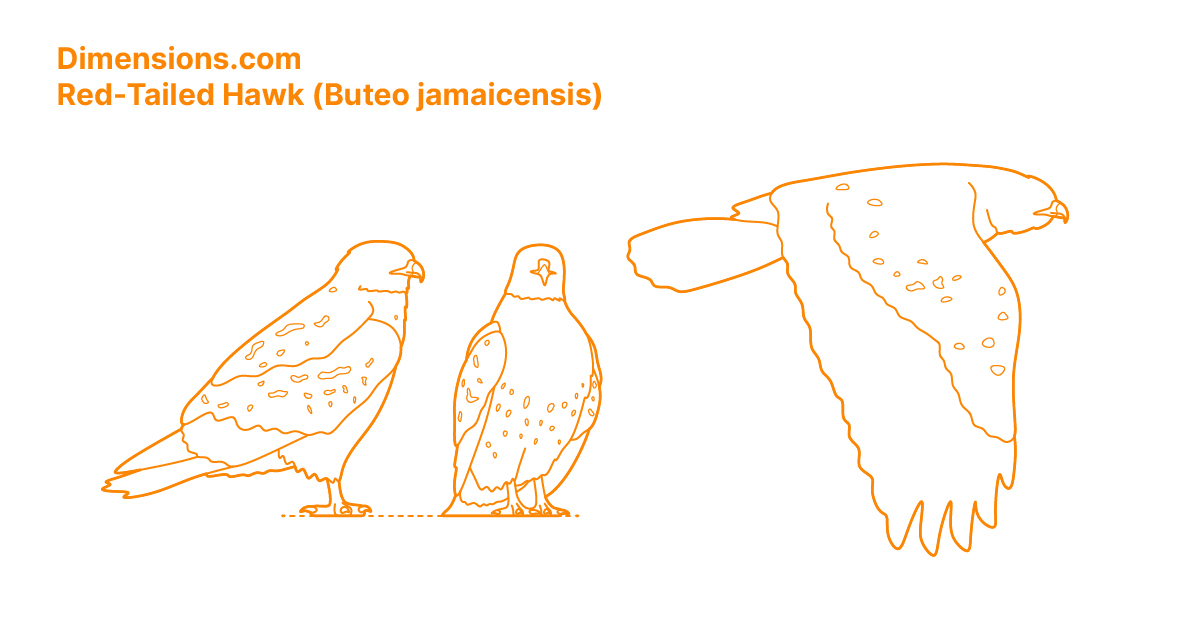 Red Tailed Hawk Outline