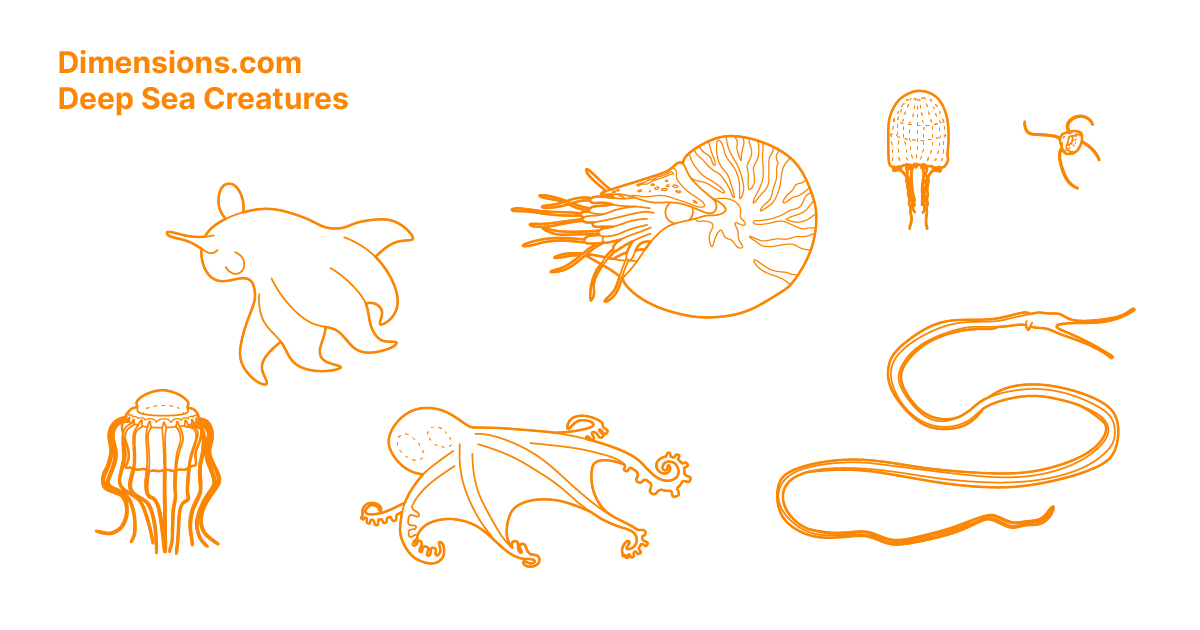 Deep Sea Creatures Dimensions & Drawings | Dimensions.com