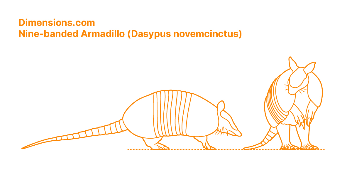 Nine-banded Armadillo (Dasypus novemcinctus) Dimensions & Drawings ...