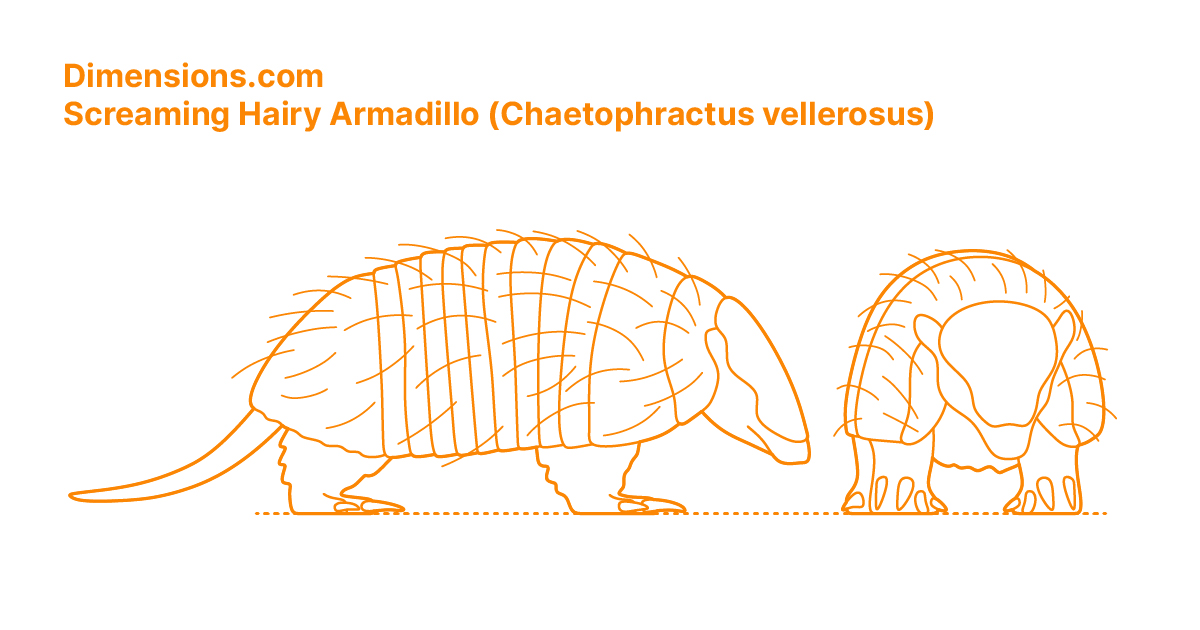 Screaming Hairy Armadillo (Chaetophractus vellerosus) Dimensions & Drawings | Dimensions.com