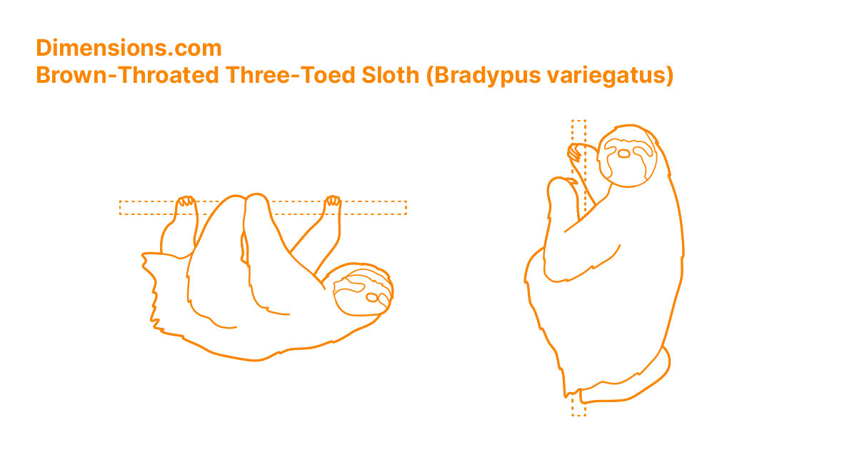 Brown-Throated Three-Toed Sloth (Bradypus variegatus) Dimensions ...
