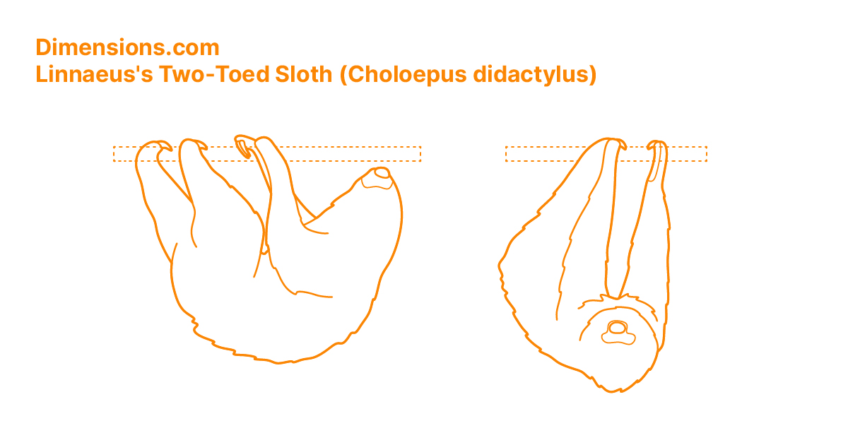 Linnaeus's Two-Toed Sloth (Choloepus didactylus) Dimensions & Drawings ...