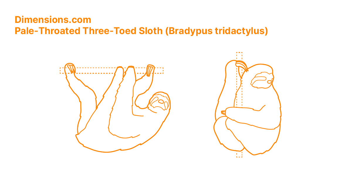 Pale-Throated Three-Toed Sloth (Bradypus tridactylus) Dimensions ...