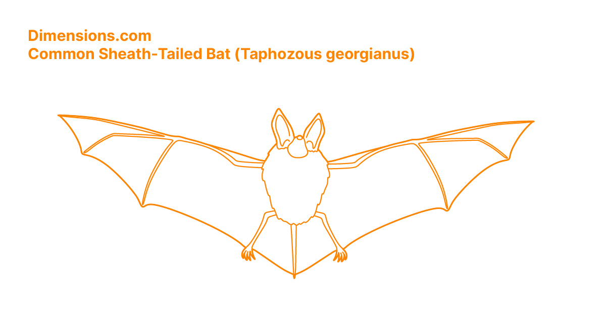 Common Sheath-Tailed Bat (Taphozous georgianus) Dimensions & Drawings ...