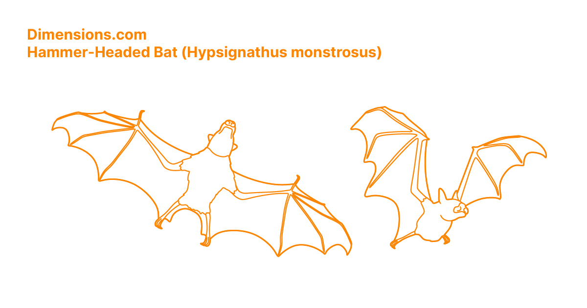 Hammer-Headed Bat (Hypsignathus monstrosus) Dimensions & Drawings ...