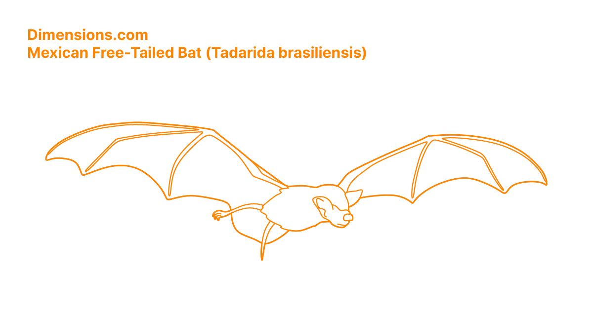 Mexican Free-Tailed Bat (Tadarida brasiliensis) Dimensions & Drawings ...