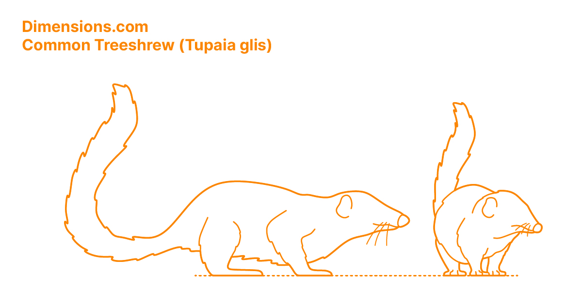 Common Treeshrew (Tupaia glis) Dimensions & Drawings | Dimensions.com