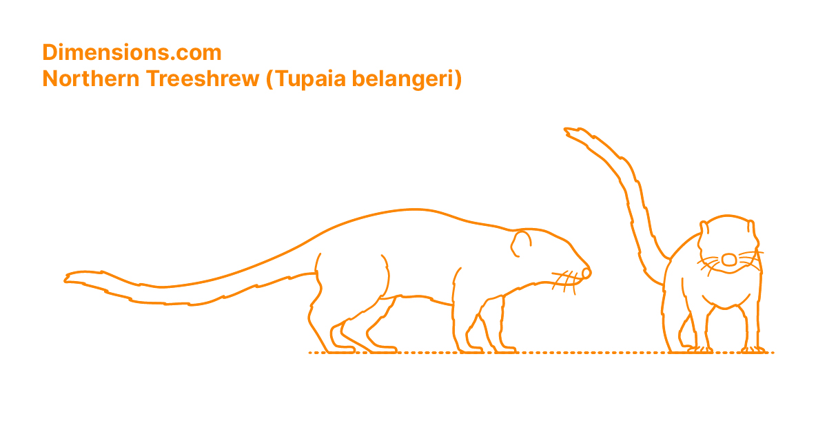 Northern Treeshrew (Tupaia belangeri) Dimensions & Drawings ...