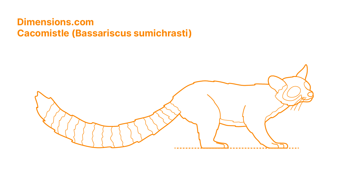 Cacomistle (Bassariscus sumichrasti) Dimensions & Drawings | Dimensions.com