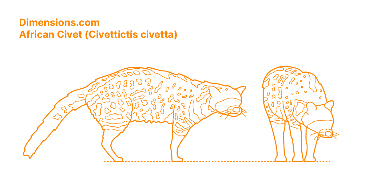 African Civet (Civettictis civetta) Dimensions & Drawings | Dimensions.com