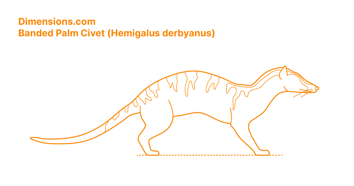 Banded Palm Civet