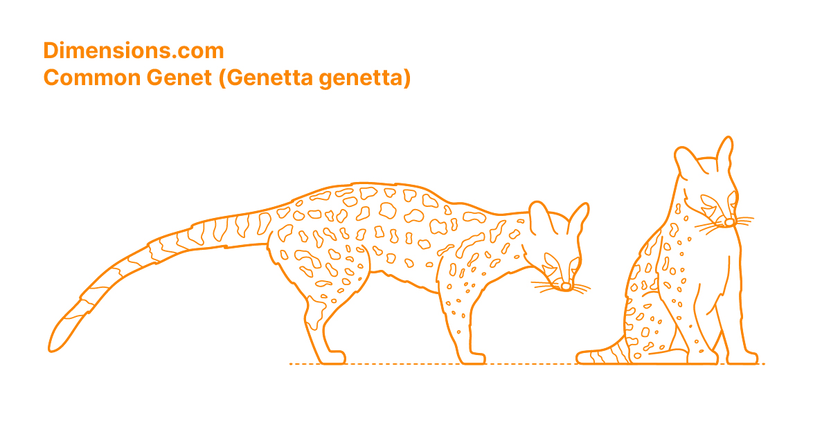 Common Genet (Genetta genetta) Dimensions & Drawings | Dimensions.com