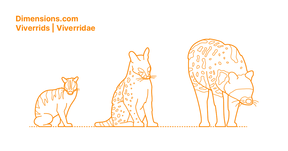 Viverrids | Viverridae Dimensions & Drawings | Dimensions.com