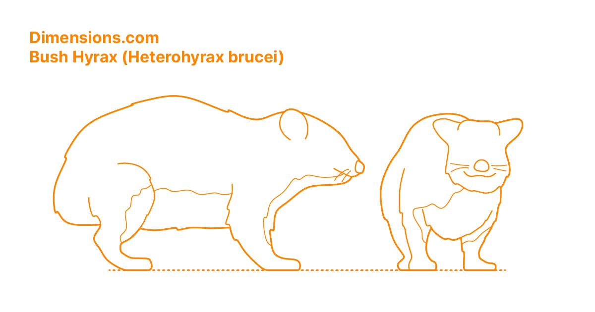 Bush Hyrax (Heterohyrax brucei) Dimensions & Drawings | Dimensions.com