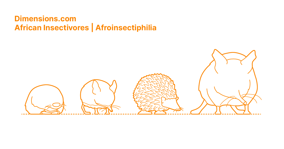 African Insectivores | Afroinsectiphilia Dimensions & Drawings ...
