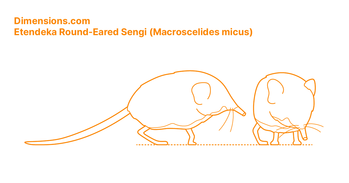 Etendeka Round-Eared Sengi (Macroscelides micus) Dimensions & Drawings ...