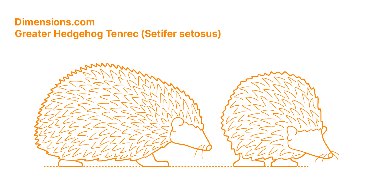 Greater Hedgehog Tenrec (Setifer setosus) Dimensions & Drawings ...