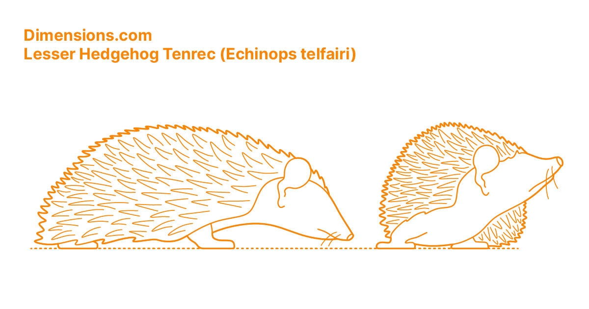 Lesser Hedgehog Tenrec (Echinops telfairi) Dimensions & Drawings ...