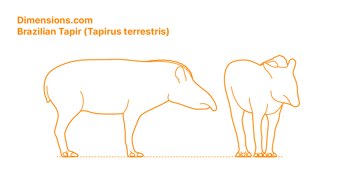 Brazilian Tapir (Tapirus terrestris) Dimensions & Drawings | Dimensions.com