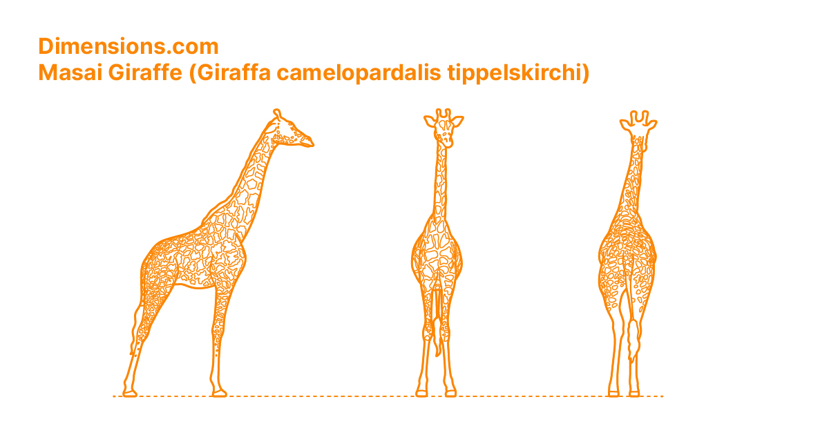 Masai Giraffe (Giraffa camelopardalis tippelskirchi) Dimensions ...