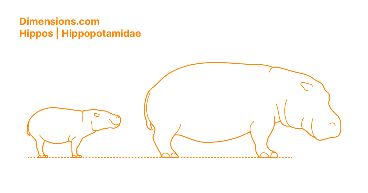 Hippos | Hippopotamidae Dimensions & Drawings | Dimensions.com