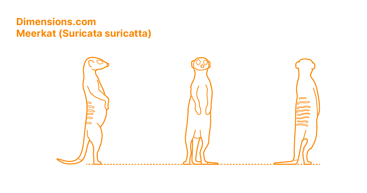 Meerkat (Suricata suricatta) Dimensions & Drawings | Dimensions.com