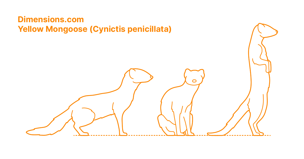 Yellow Mongoose (Cynictis penicillata) Dimensions & Drawings ...