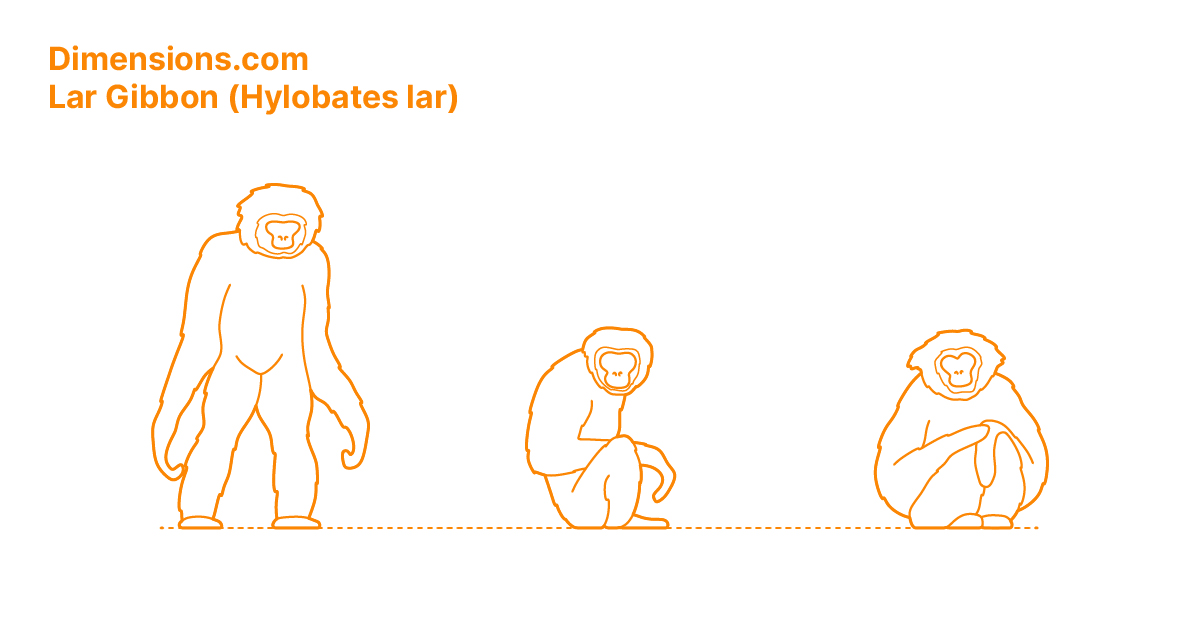 Lar Gibbon (Hylobates lar) Dimensions & Drawings | Dimensions.com