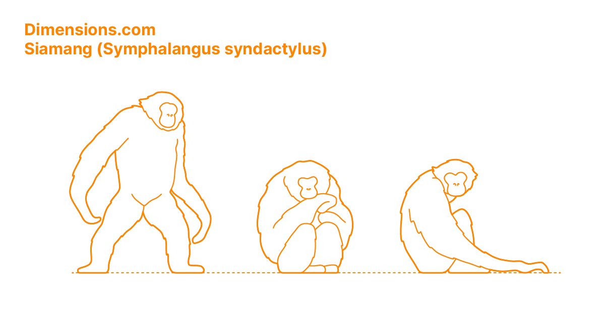 Siamang (Symphalangus syndactylus) Dimensions & Drawings | Dimensions.com