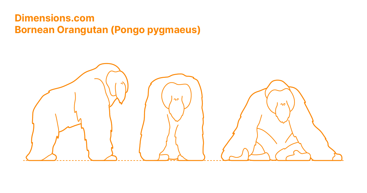 Bornean Orangutan (Pongo pygmaeus) Dimensions & Drawings | Dimensions.com