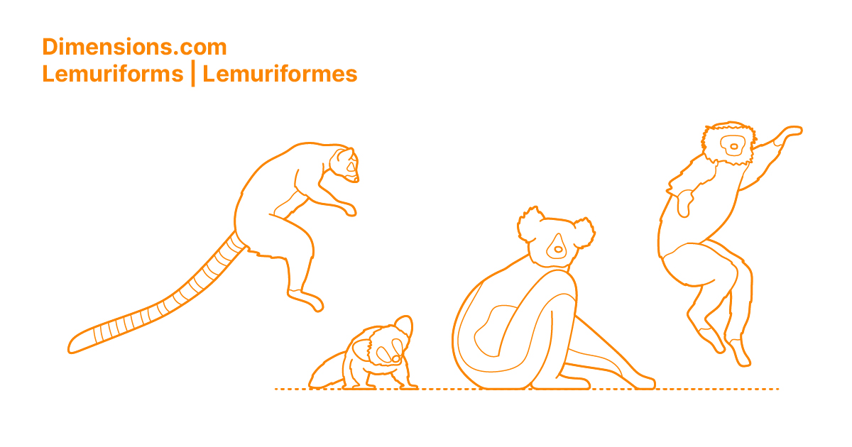 Lemuriforms | Lemuriformes Dimensions & Drawings | Dimensions.com