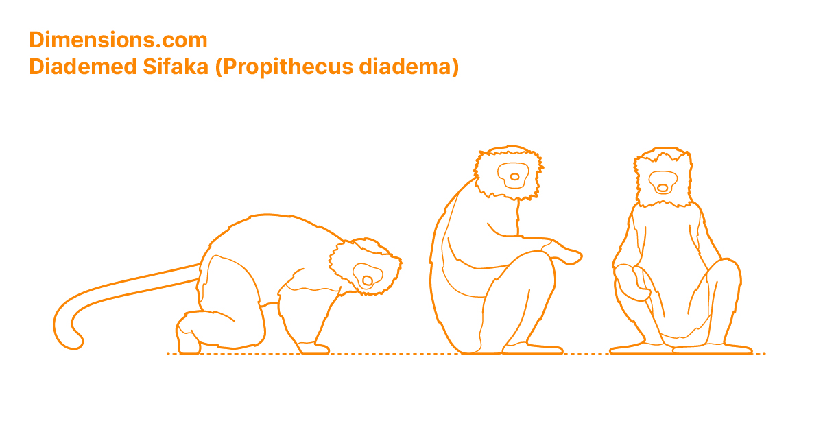 Diademed Sifaka (Propithecus diadema) Dimensions & Drawings ...