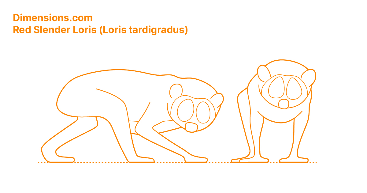 Red Slender Loris (Loris tardigradus) Dimensions & Drawings ...