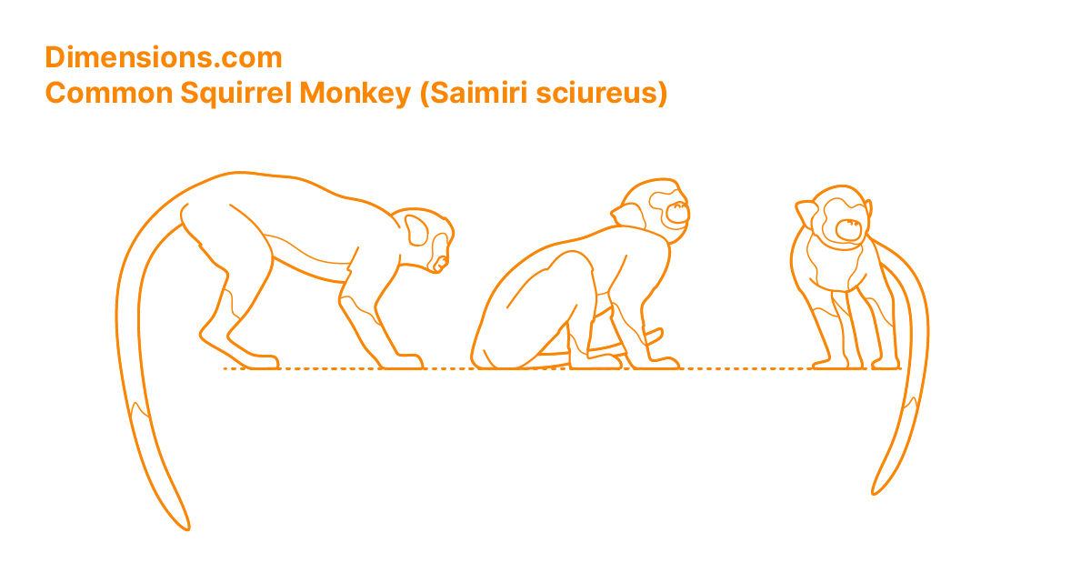 Common Squirrel Monkey (Saimiri sciureus) Dimensions & Drawings | Dimensions.com