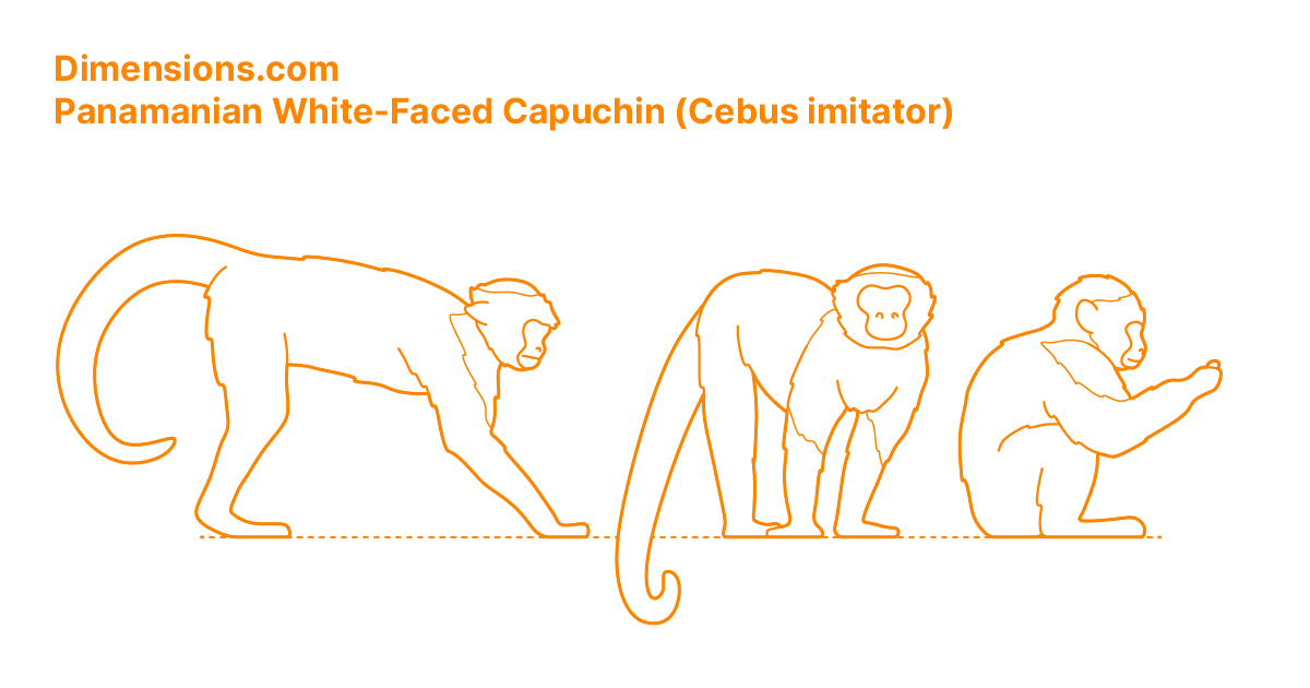 Panamanian White-Faced Capuchin (Cebus imitator) Dimensions & Drawings ...