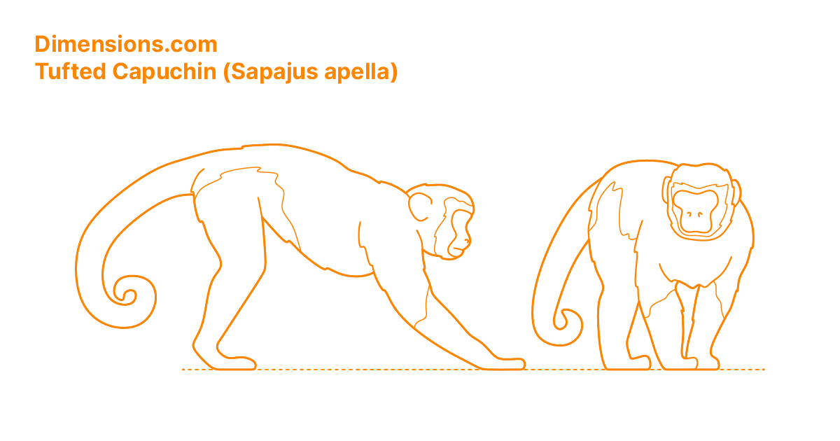Tufted Capuchin (Sapajus apella) Dimensions & Drawings | Dimensions.com