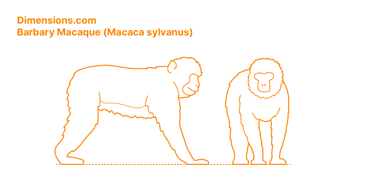 Barbary Macaque (Macaca sylvanus) Dimensions & Drawings | Dimensions.com