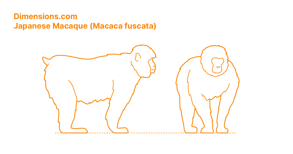 Japanese Macaque (Macaca fuscata) Dimensions & Drawings | Dimensions.com