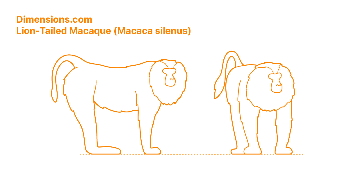 Lion-Tailed Macaque (Macaca silenus) Dimensions & Drawings | Dimensions.com