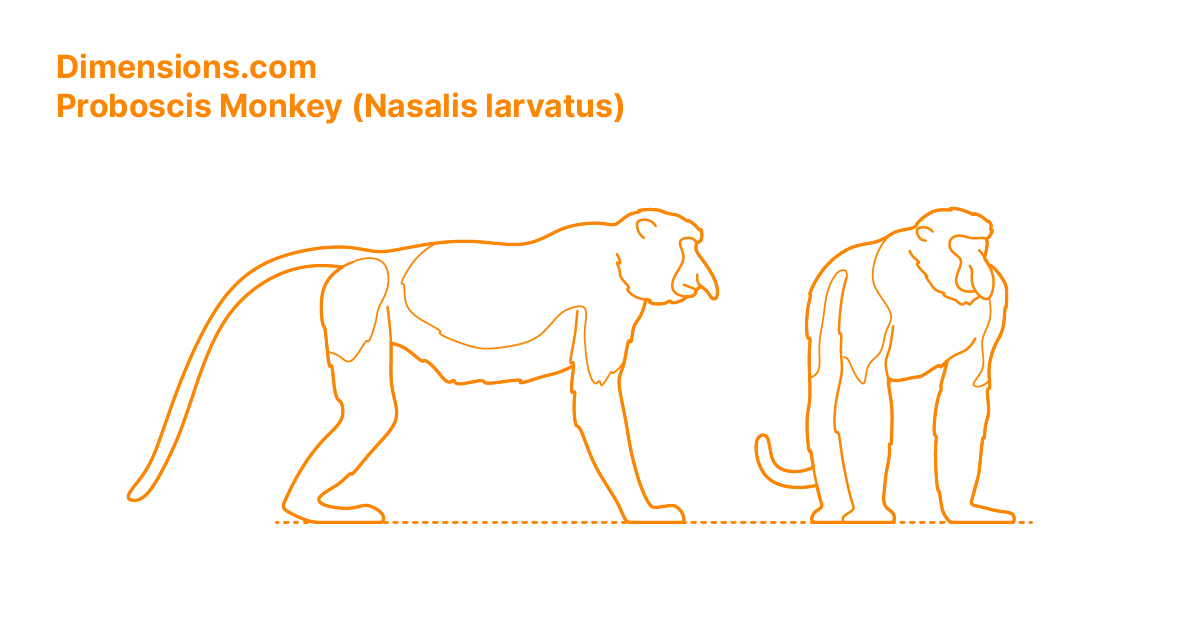 Proboscis Monkey (Nasalis larvatus) Dimensions & Drawings | Dimensions.com