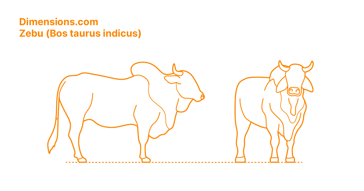 Zebu
