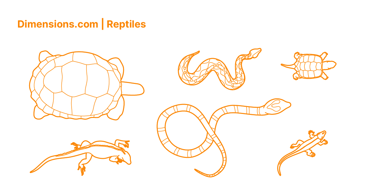 How To Draw A Turtle For Beginners Step By Step Reptiles
