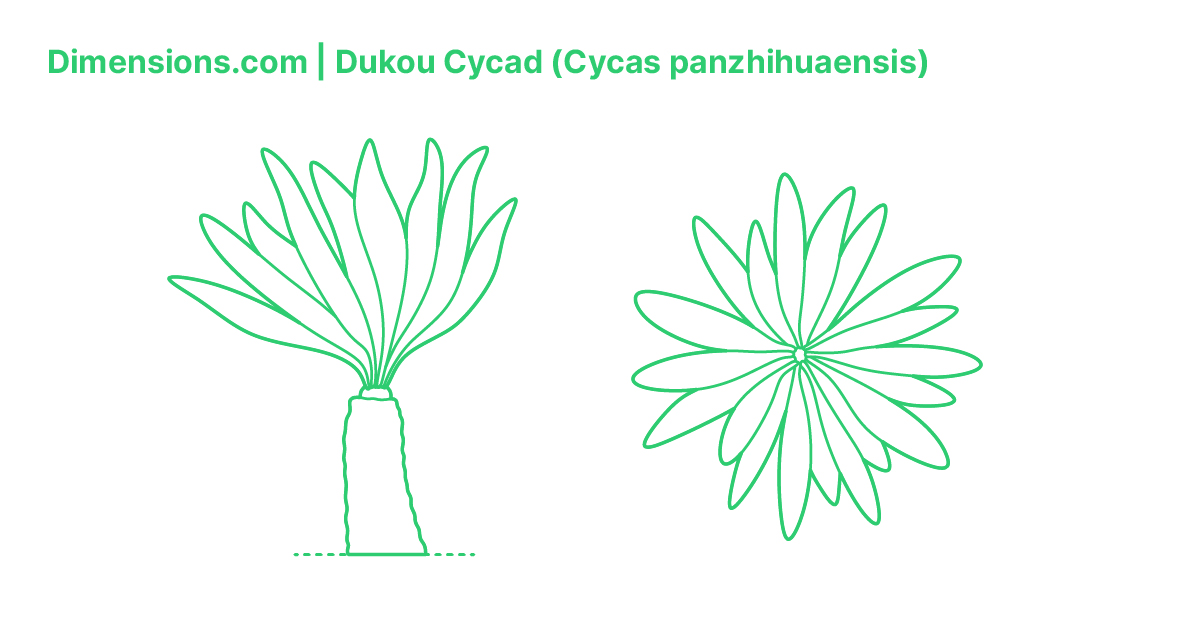Dukou Cycad (Cycas panzhihuaensis) Dimensions & Drawings | Dimensions.com