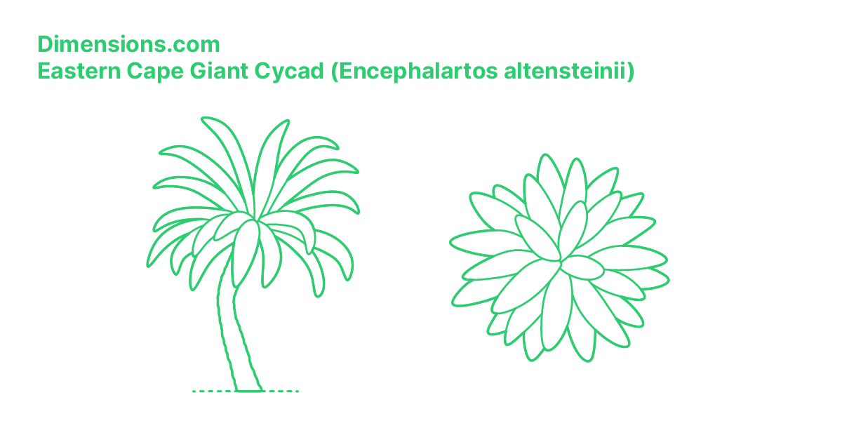 Eastern Cape Giant Cycad (Encephalartos altensteinii) Dimensions ...
