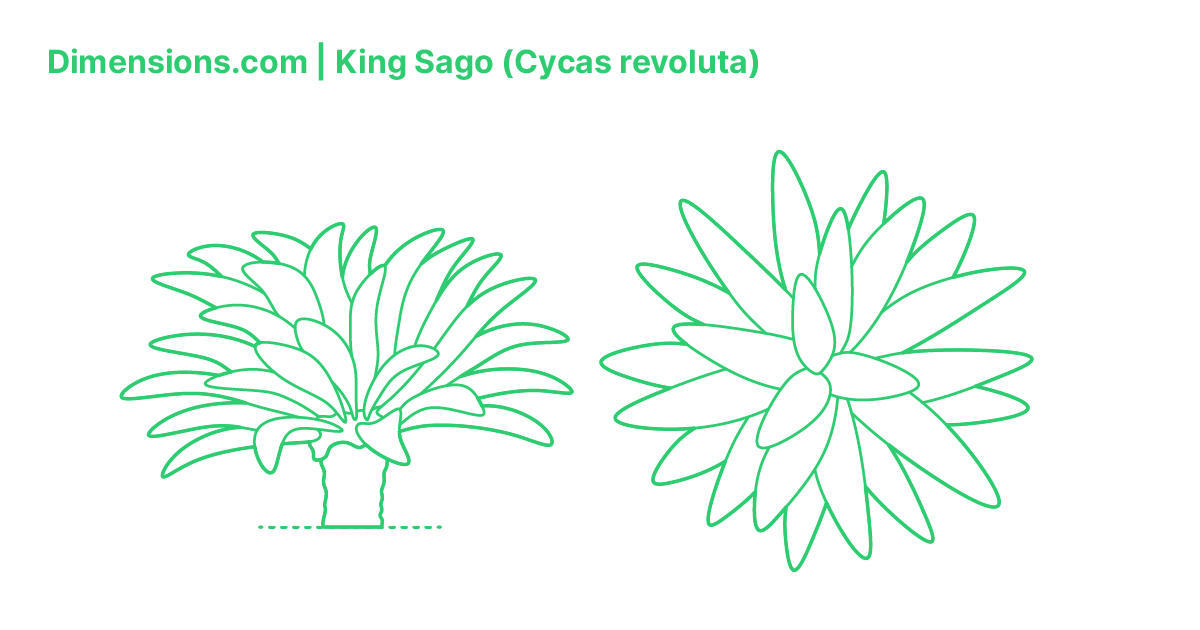 King Sago (Cycas revoluta) Dimensions & Drawings | Dimensions.com
