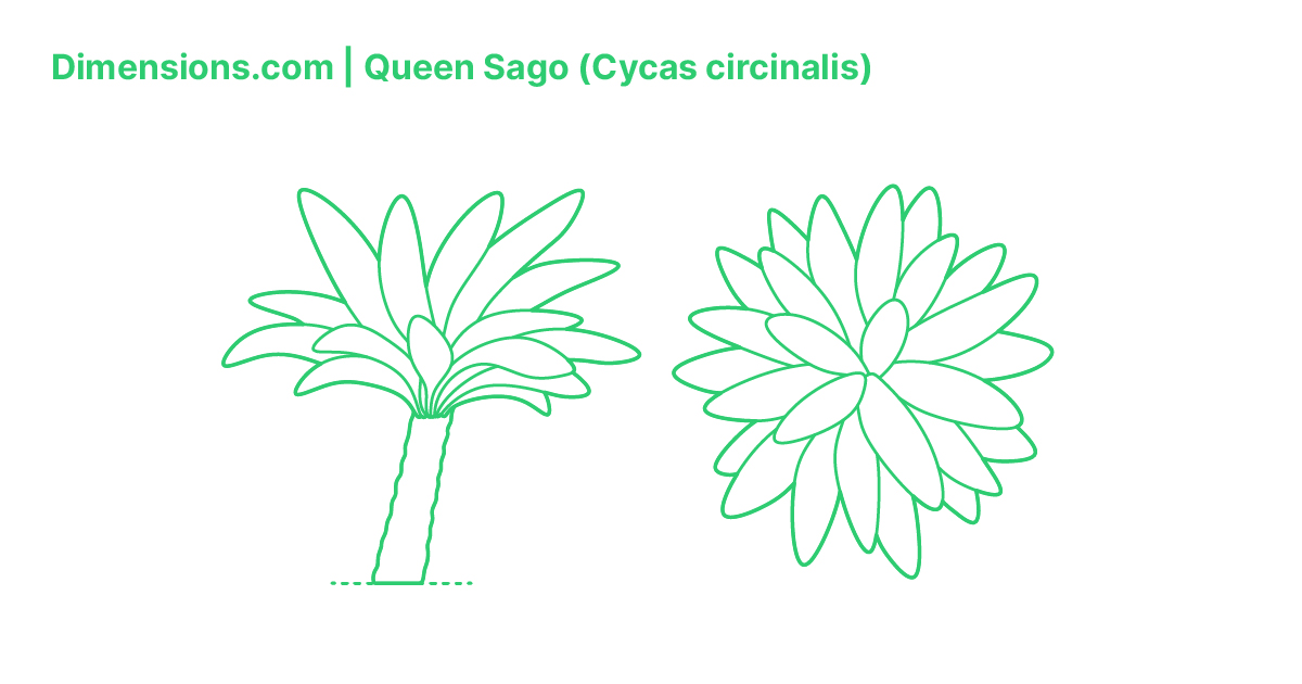 Queen Sago (Cycas circinalis) Dimensions & Drawings | Dimensions.com